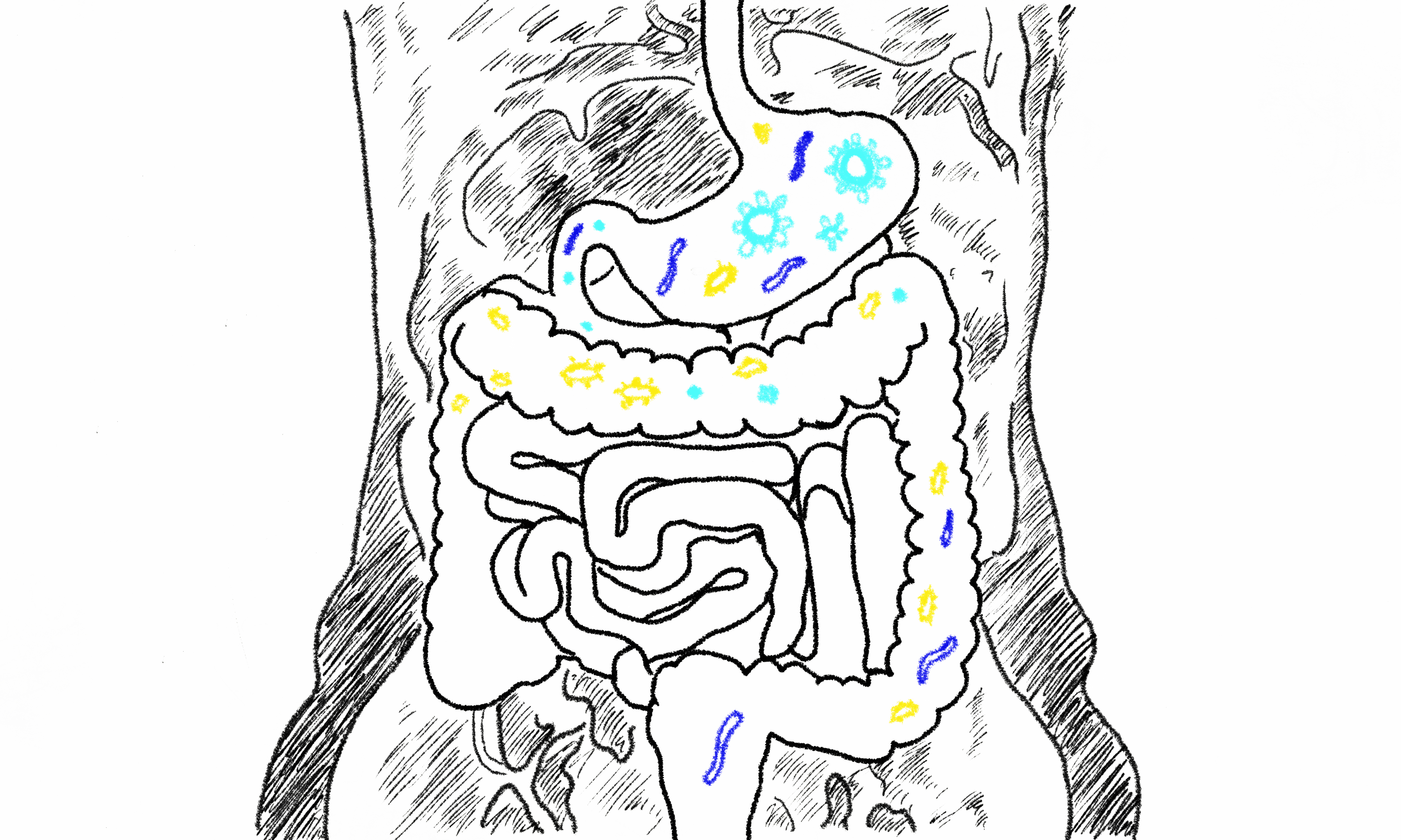 Sketch Of The Intestines Coloring Pages