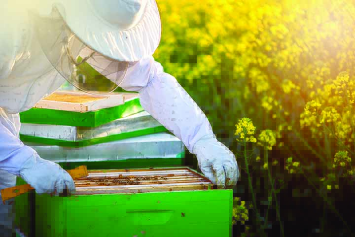 Beekeeping | T8N